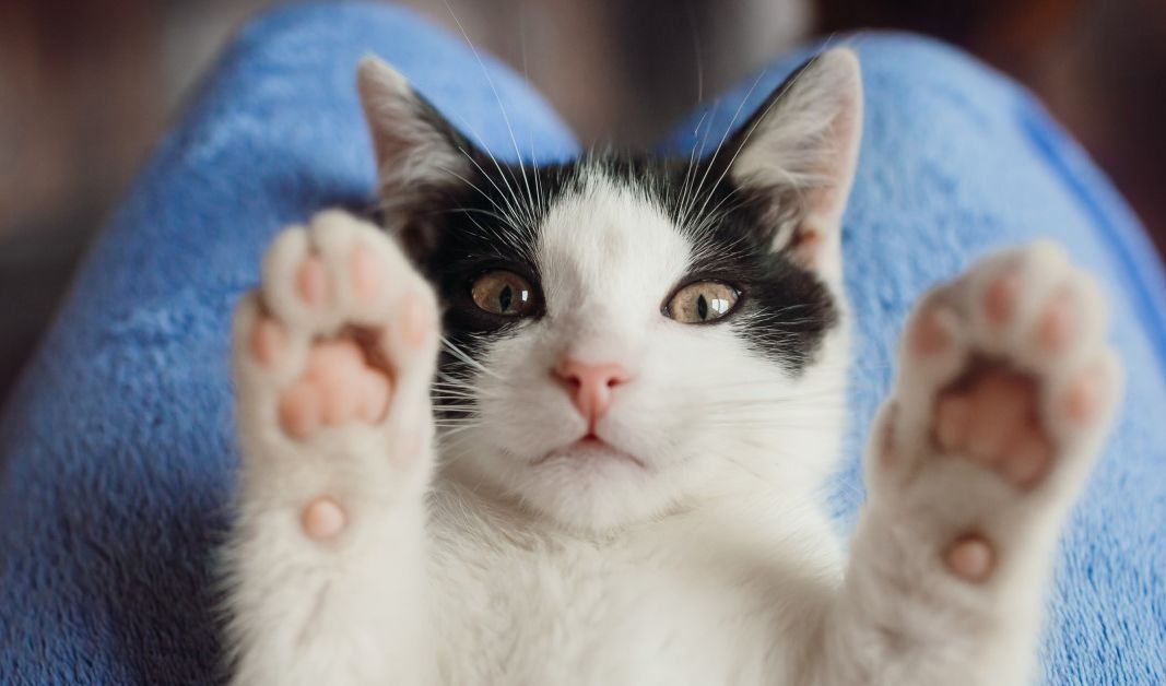 Penyakit Cakar Kucing yang Perlu Diwaspadai, Ketahui Gejala dan Cara ...