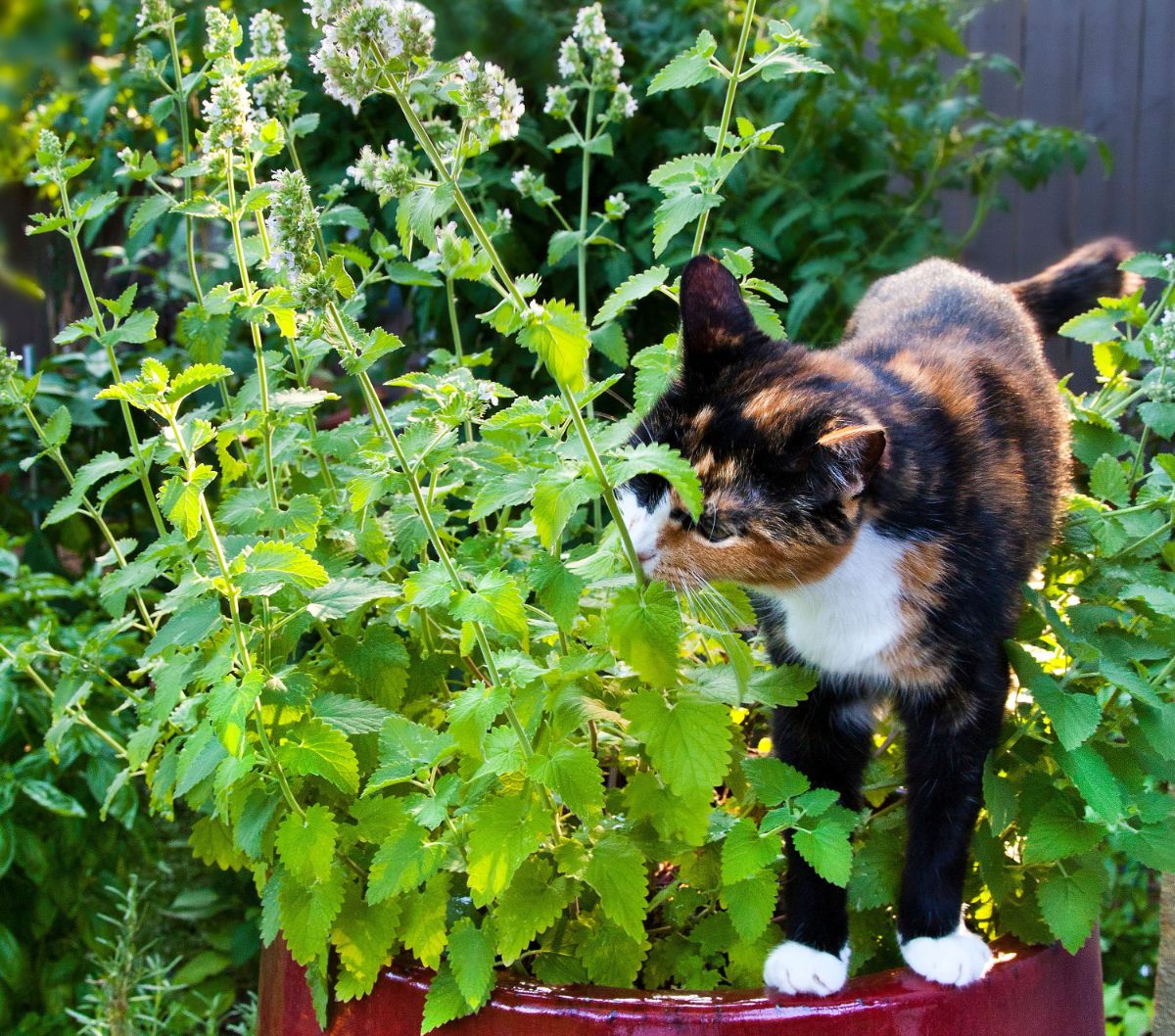 Tak Hanya Bikin Mabuk, Ini Manfaat Catnip Untuk Kucing