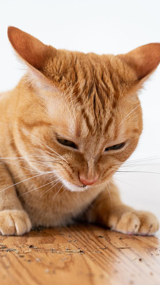 Tak Hanya Bikin Mabuk, Ini Manfaat Catnip Untuk Kucing