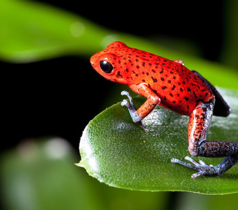 Kodok Terbesar di Dunia Bikin Ilmuwan Takjub, Bisa Membuat Kolam Sendiri