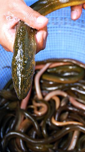 Licin dan Bergizi, 6 Manfaat Kesehatan Ini Bisa Diperoleh Tubuh dari ...