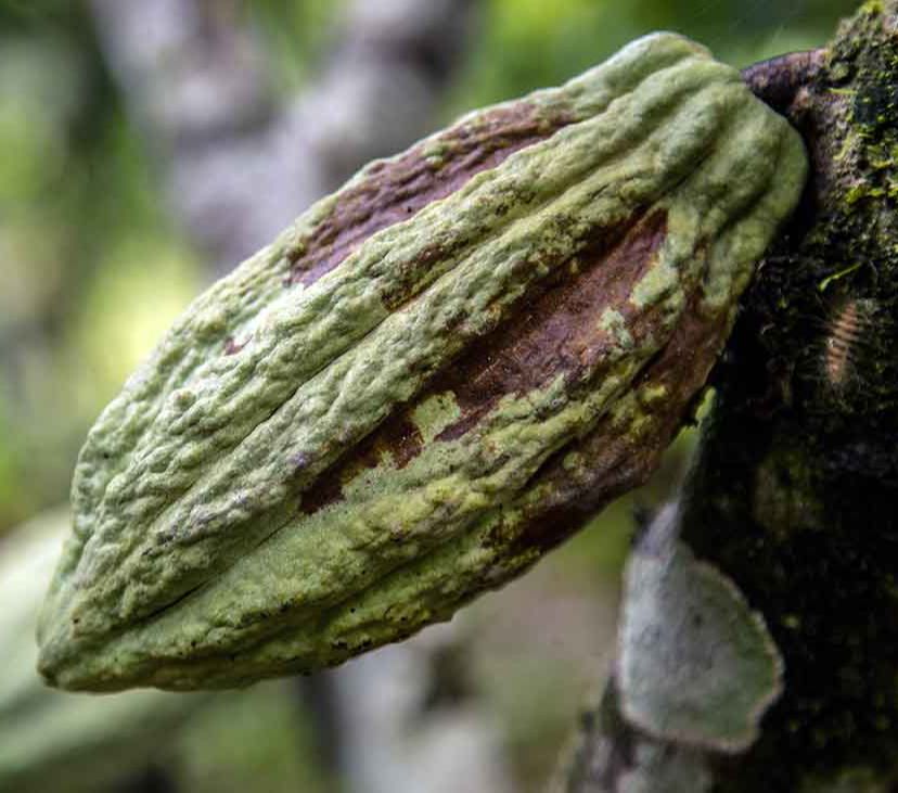 Pohon Kakao Sudah Ada 10 Juta Tahun Lalu, 6.000 Tahun Kemudian Cokelat ...