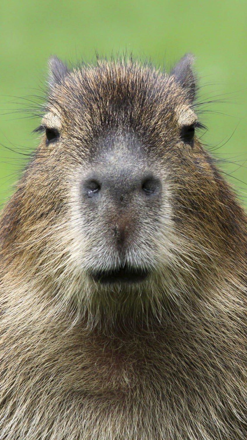 7 Captivating Facts About Capybara | trstdly: trusted news in simple ...