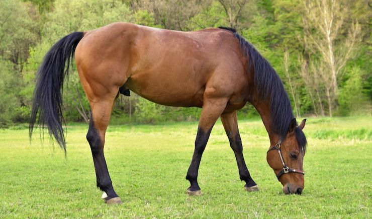 Mengunjungi Istana Gebang Blitar, Rumah Orang Tua Bung Karno yang Jadi ...