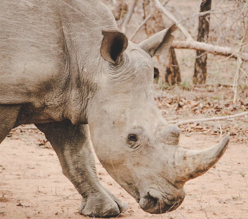 Menyerupai Badak yang Menguap, Ini Keunikan Rumah Imah Badak Heuay Khas ...