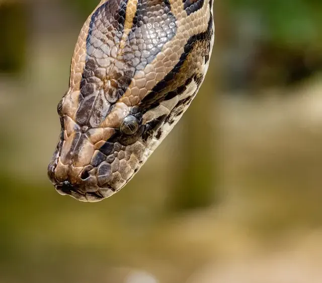 VIDEO: Detik-Detik Pawang Ular Tewas Digigit King Kobra saat HUT RI ...