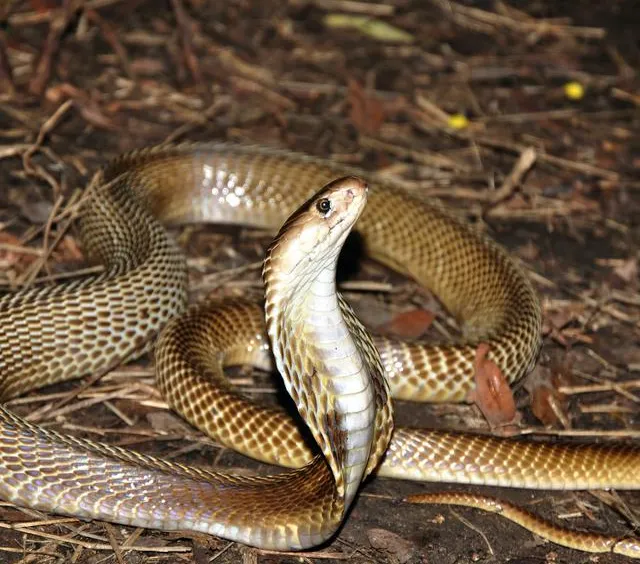 Musim Panas Begini, Waspada Ular Hobi Sembunyi di dalam Sepatu