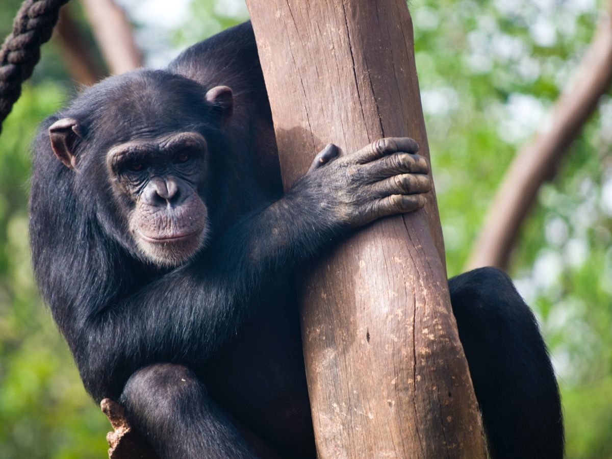Manusia dan Kera Punya Nenek Moyang yang Sama, Ilmuwan Ungkap Seperti ...