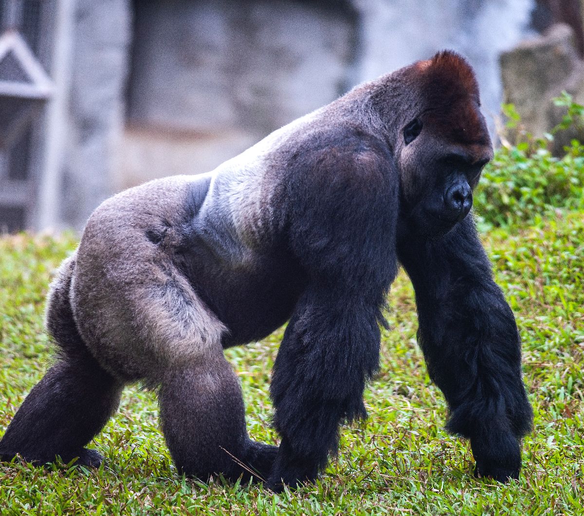 Manusia dan Kera Punya Nenek Moyang yang Sama, Ilmuwan Ungkap Seperti ...