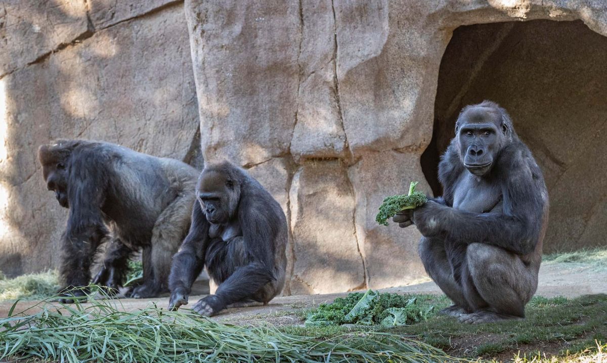 Manusia dan Kera Punya Nenek Moyang yang Sama, Ilmuwan Ungkap Seperti ...
