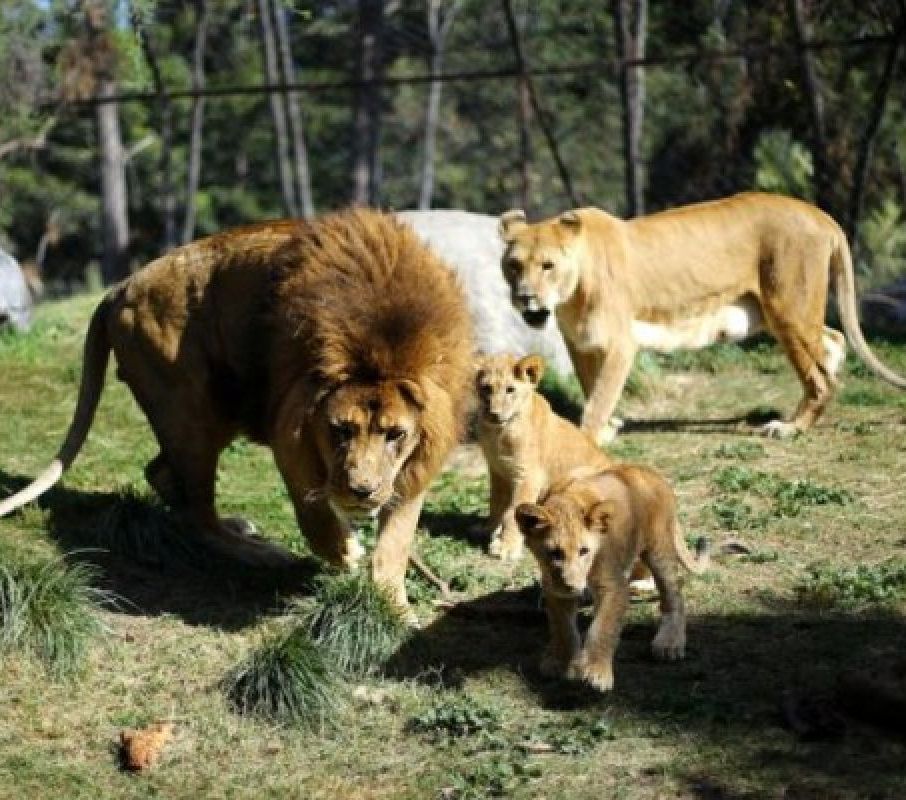 The Power of Emak-Emak, Singa Ngamuk Dibikin Kayak Kucing