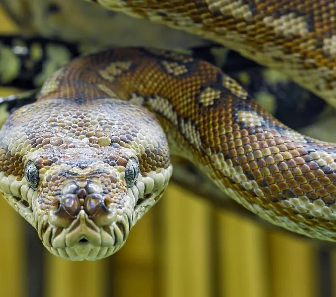 Bukan Cuma Monyet, Ternyata Ular Piton juga Jago Panjat Pohon