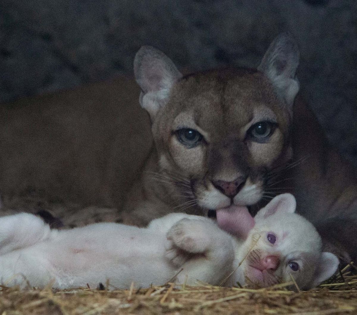 FOTO: Super Langka, Begini Gemasnya Bayi Puma Albino yang Lahir di ...
