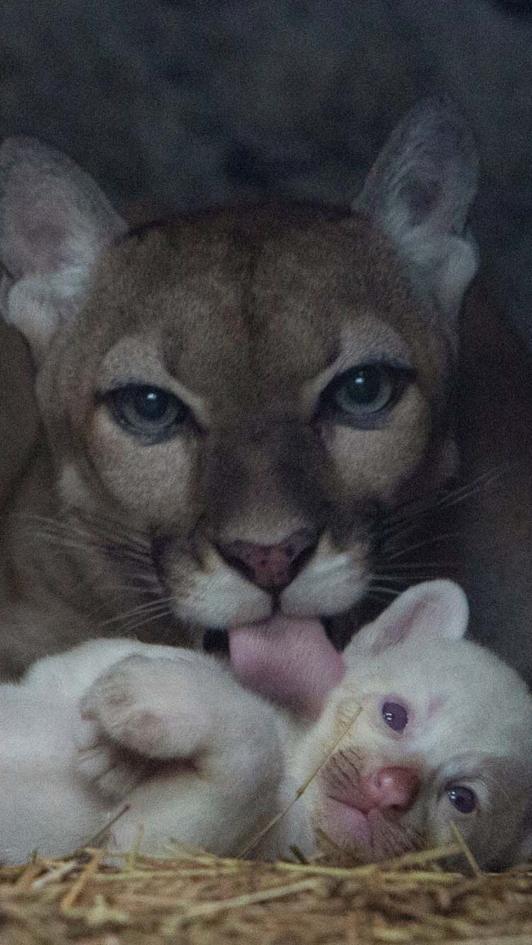 FOTO: Super Langka, Begini Gemasnya Bayi Puma Albino yang Lahir di ...