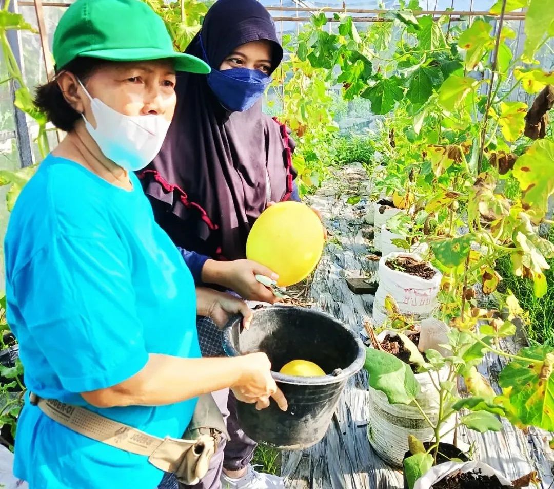 Warga Surabaya Gotong-royong Tanam Sayur dan Buah, Hasil Panen Dipakai ... Warga Surabaya Gotong-royong Tanam Sayur dan Buah, Hasil Panen Dipakai ...