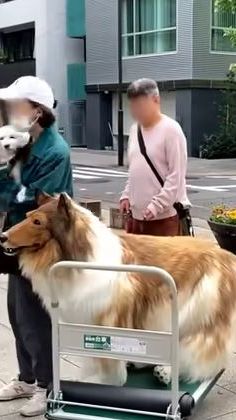 Viral Pria Jepang Wujudkan Impian 'Berubah' Jadi Anjing, Rela Habiskan ...