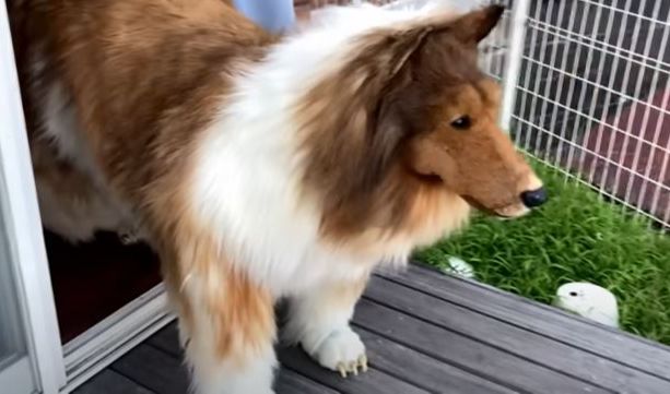 Viral Pria Jepang Wujudkan Impian 'Berubah' Jadi Anjing, Rela Habiskan ...