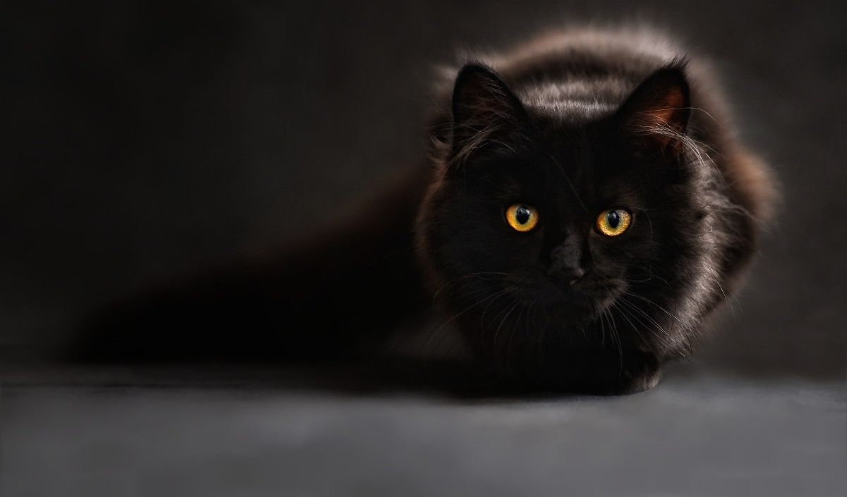 Ciri-ciri Kucing Rabies, Ketahui Penyebabnya yang Perlu Diwaspadai