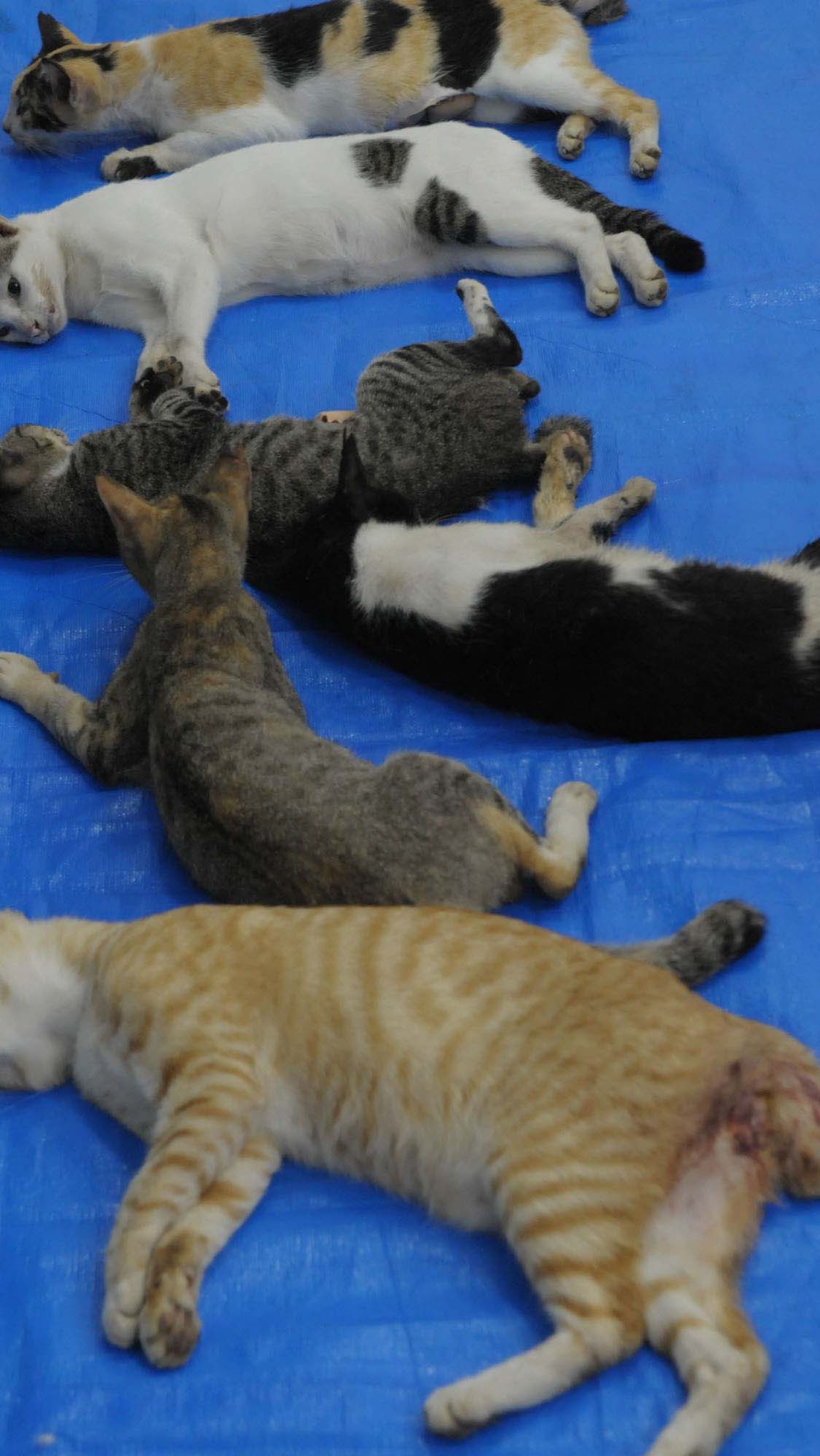 Ciri-ciri Kucing Rabies, Ketahui Penyebabnya yang Perlu Diwaspadai