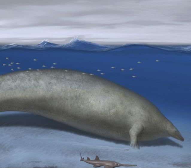 Peruvian Whale 'Beats' Blue Whales As The Heaviest Animal | trstdly.com