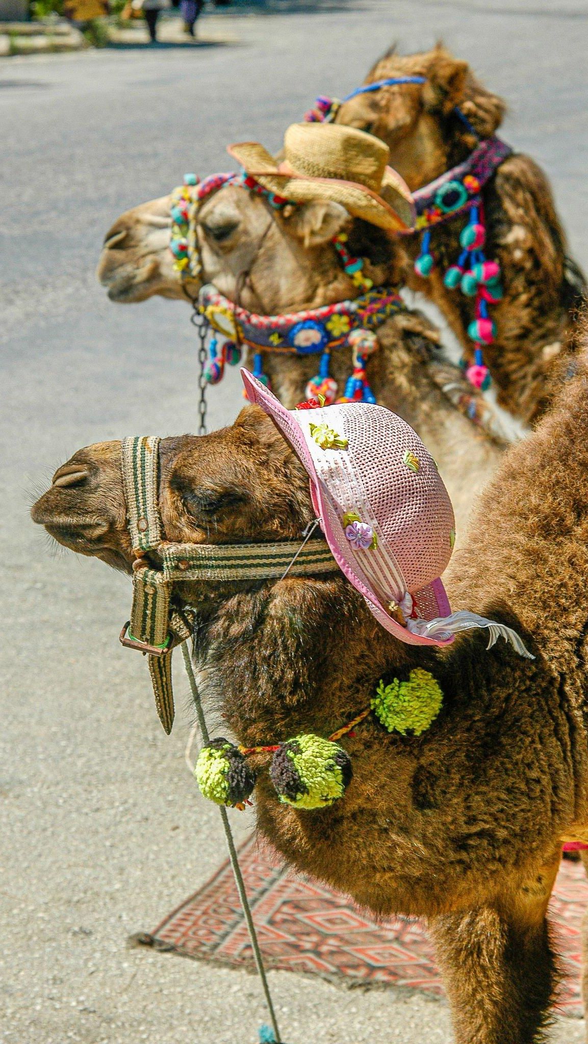 7 Amazing Facts About Camel | trstdly.com