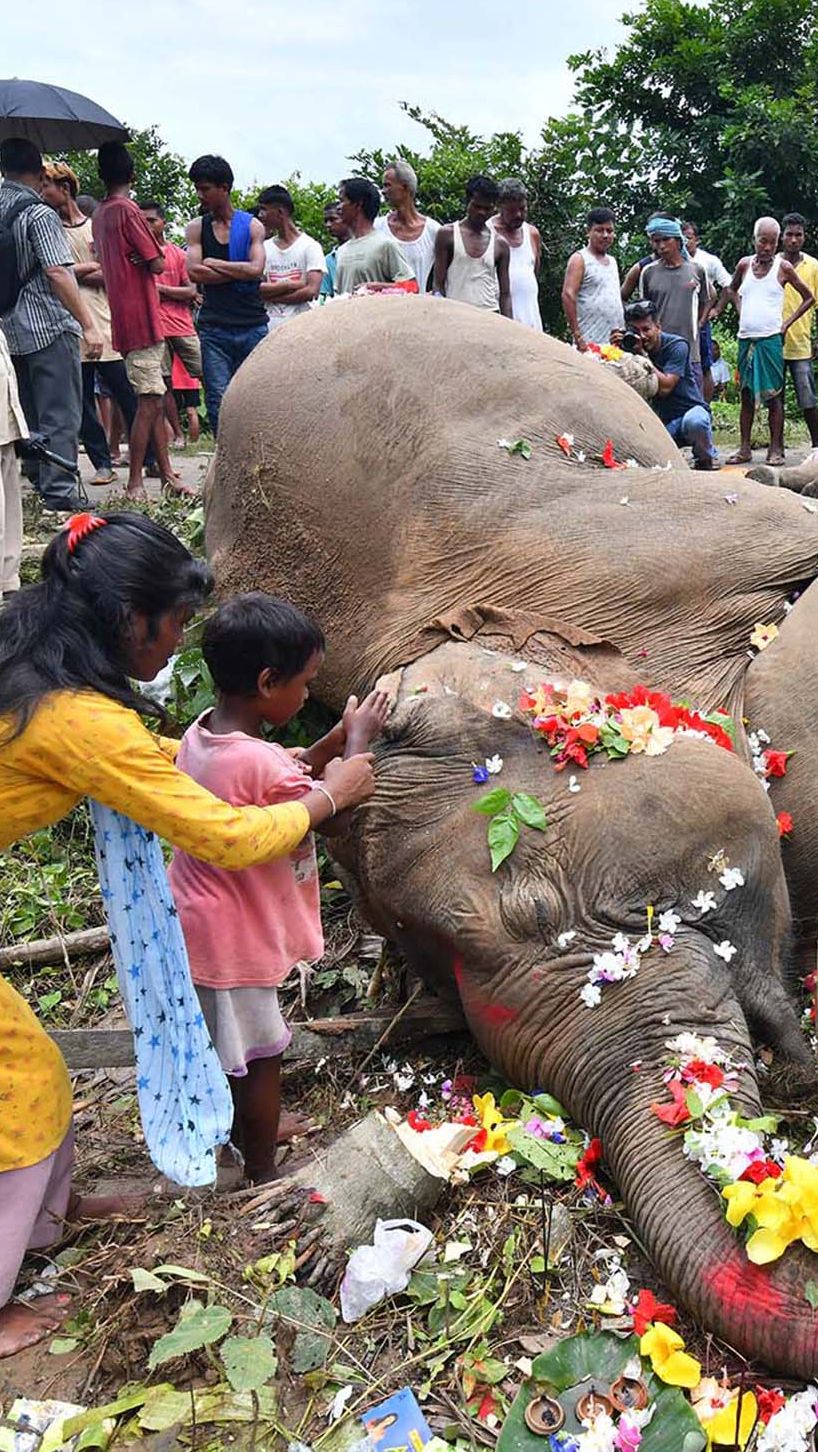 FOTO: Tinggalkan Hutan Buat Cari Makan, Induk Gajah dan Dua Anaknya ...