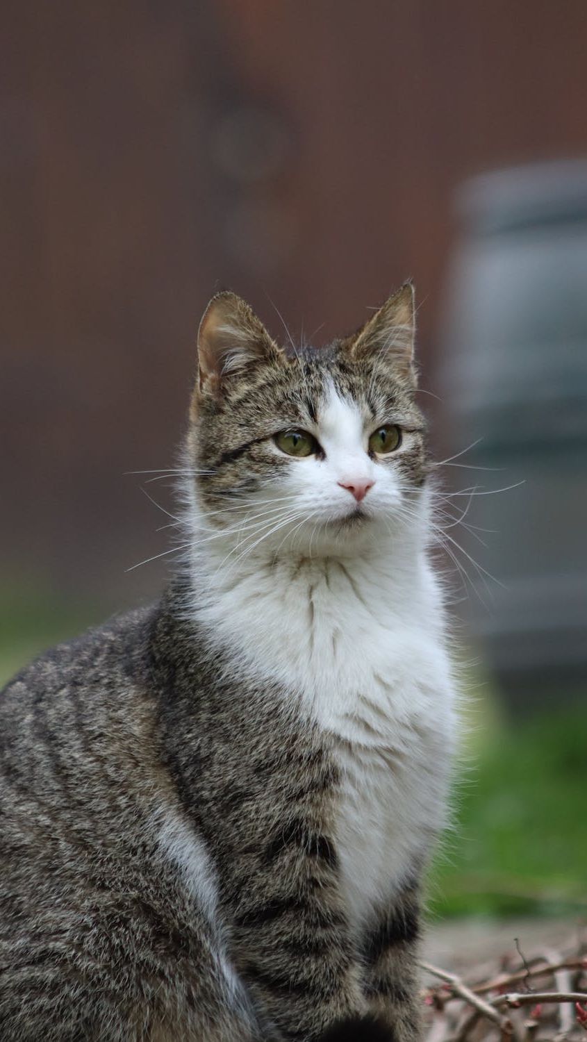 Memperingati Hari Kucing Sedunia, Hal Ini yang Membuat Kucing Bahagia