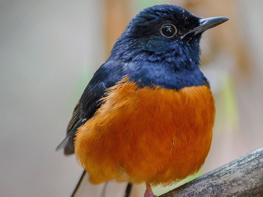 5 Cara Memelihara Burung Murai yang Sehat dan Gacor