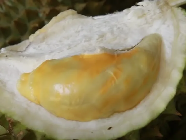 Mencicipi Durian Merah Banyuwangi, Cita Rasanya Unik Bikin Ketagihan | merdeka.com