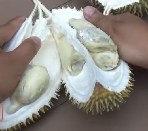 Menikmati Sensasi Kopi Dicampur Durian di Klaten, Bikin Ketagihan