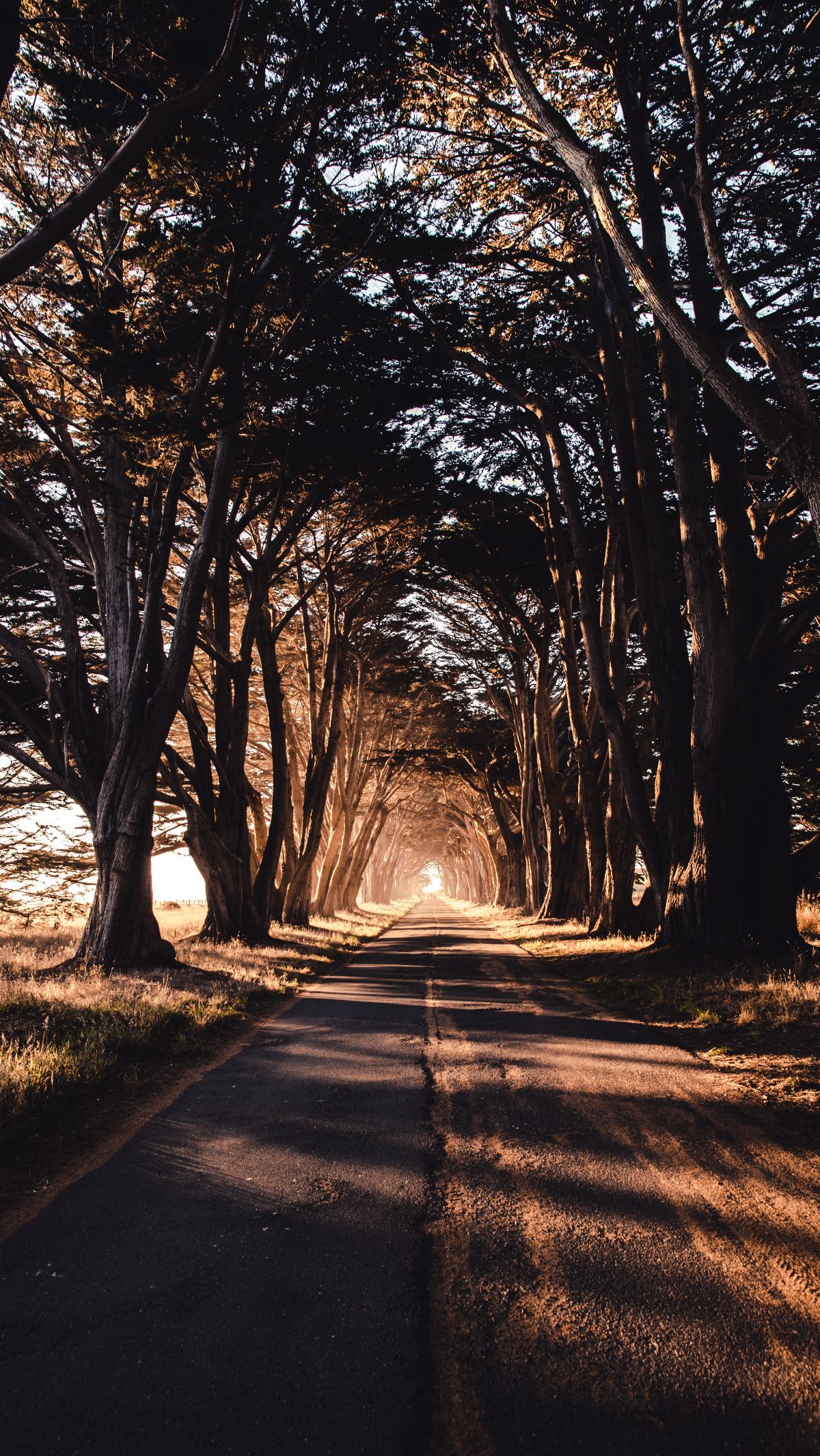 Mengenal Alas Roban, Kawasan Hutan di Jawa Tengah yang Terkenal Angker