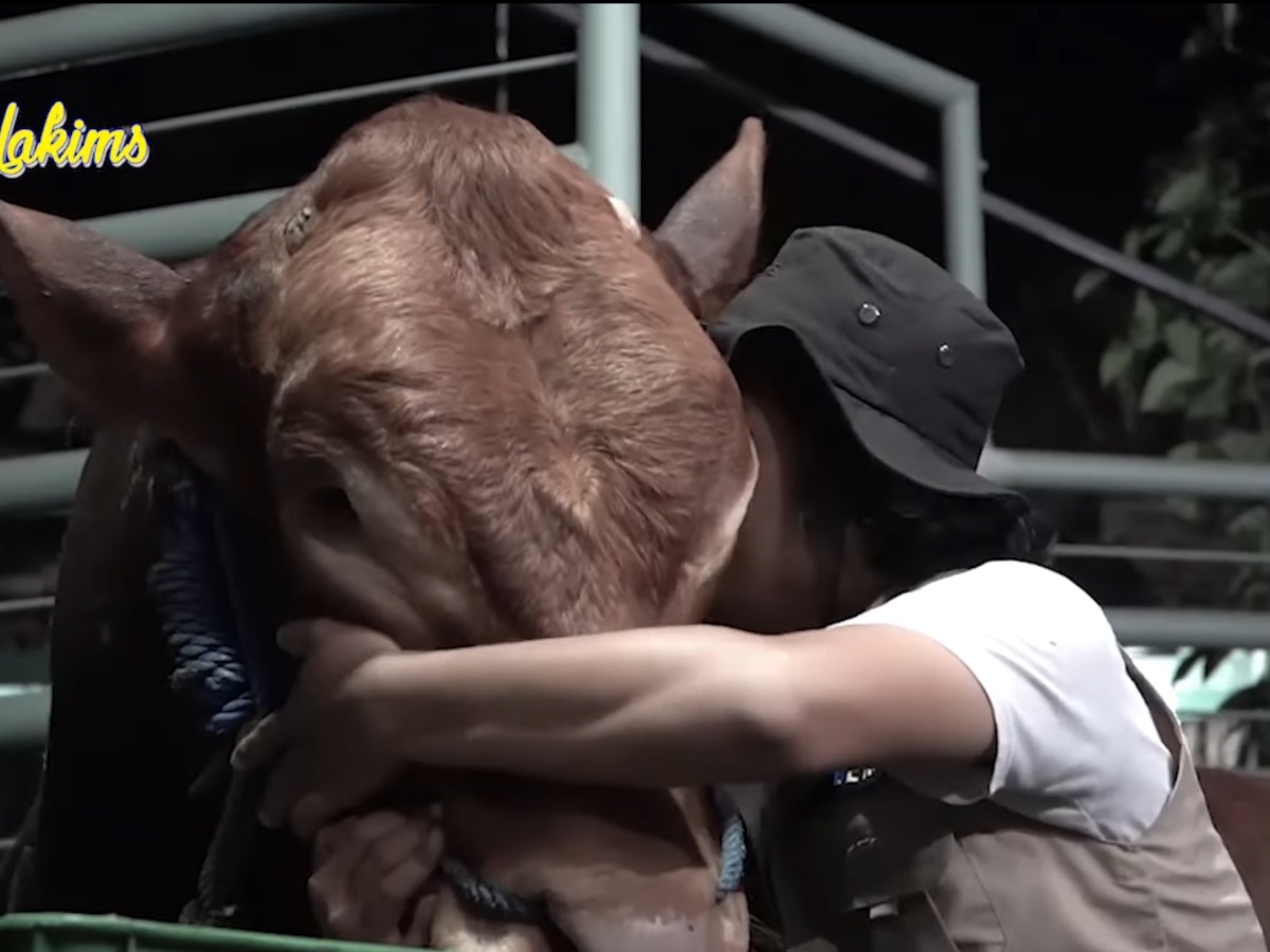 Momen Pertemuan Karyawan Irfan Hakim dengan Kerangka Sapi Wariso dan Golden, Dipenuhi Isak Tangis