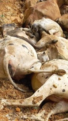 Viral Penemuan Belasan Ekor Sapi di Asahan Mati Mendadak, Diduga Akibat Keracunan