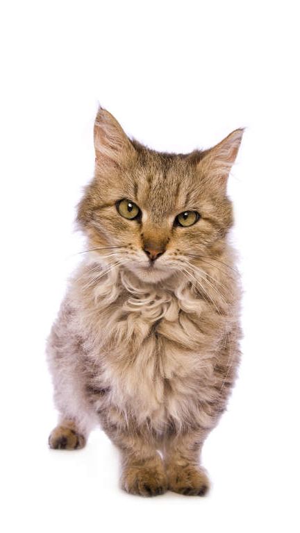 Gemes Banget, Ini 8 Jenis Kucing Lucu Berkaki Pendek yang Bisa Diadopsi ...