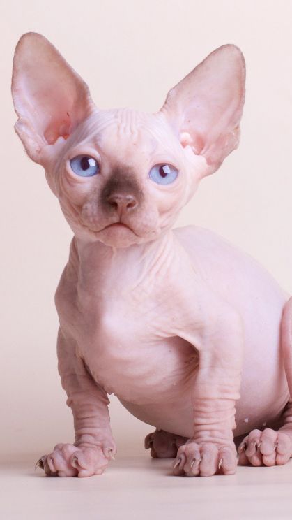 Gemes Banget, Ini 8 Jenis Kucing Lucu Berkaki Pendek yang Bisa Diadopsi ...