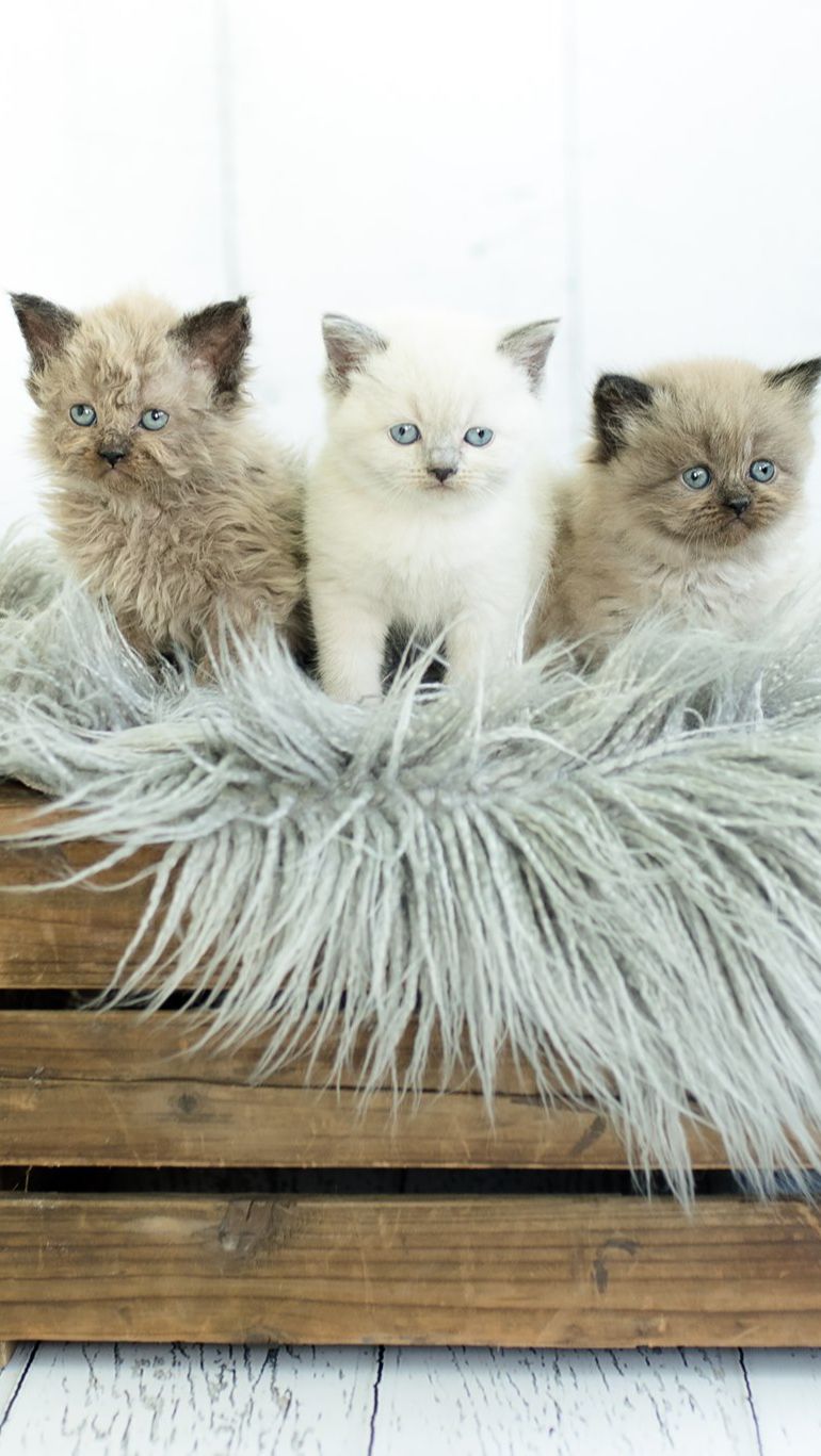 Gemes Banget, Ini 8 Jenis Kucing Lucu Berkaki Pendek yang Bisa Diadopsi ...