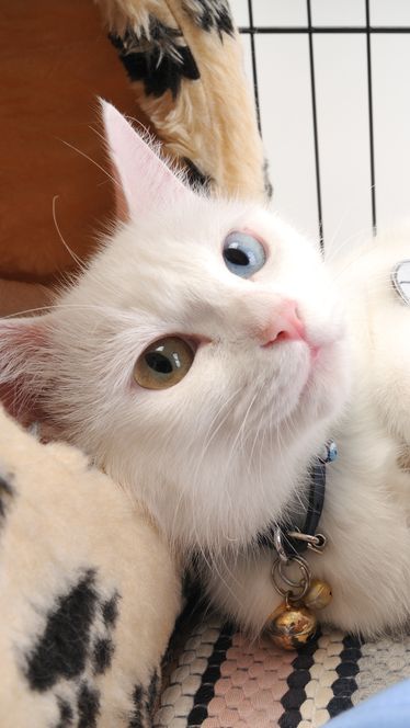 Penyebab Kucing Lemas Tidak Mau Makan dan Cara Mengatasinya
