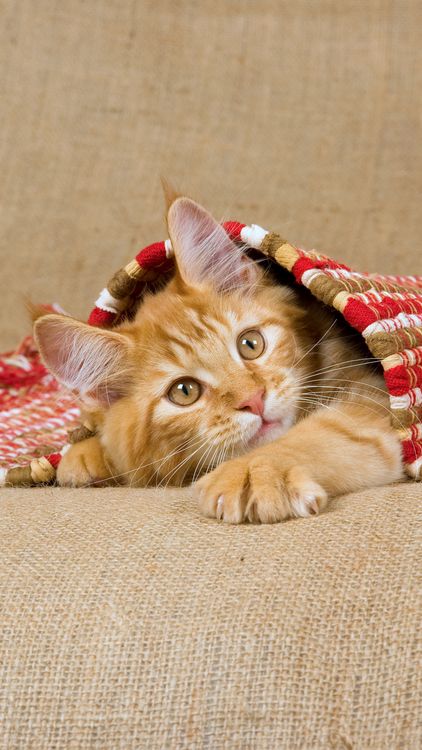 Penyebab Kucing Lemas Tidak Mau Makan dan Cara Mengatasinya