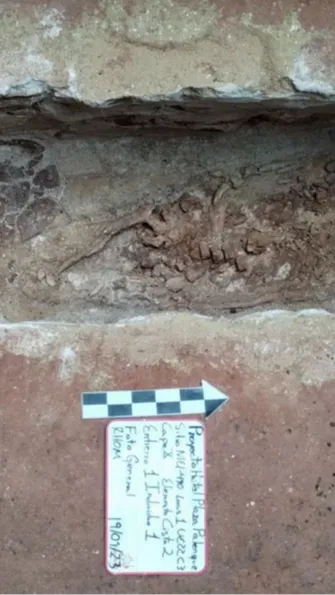 1,000 Years-Old Ancient Maya Grave Found In Mexico | trstdly.com