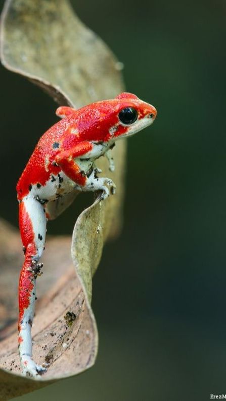 5 Most Poisonous Dart Frog Species You Should Know | trstdly.com