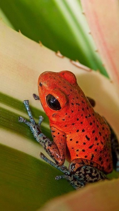 5 Most Poisonous Dart Frog Species You Should Know | trstdly.com