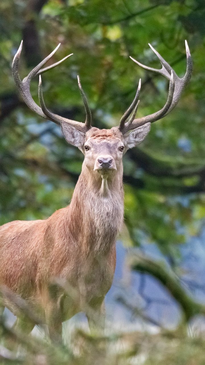 4 September: Hari Satwa Liar Nasional di Amerika, Pahami Pentingnya ...
