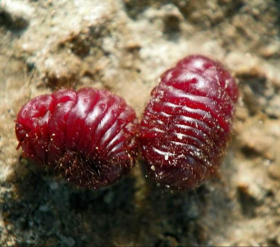 Mengungkap Rahasia Kumbang Cochineal dalam Produk Kecantikan dan Makanan