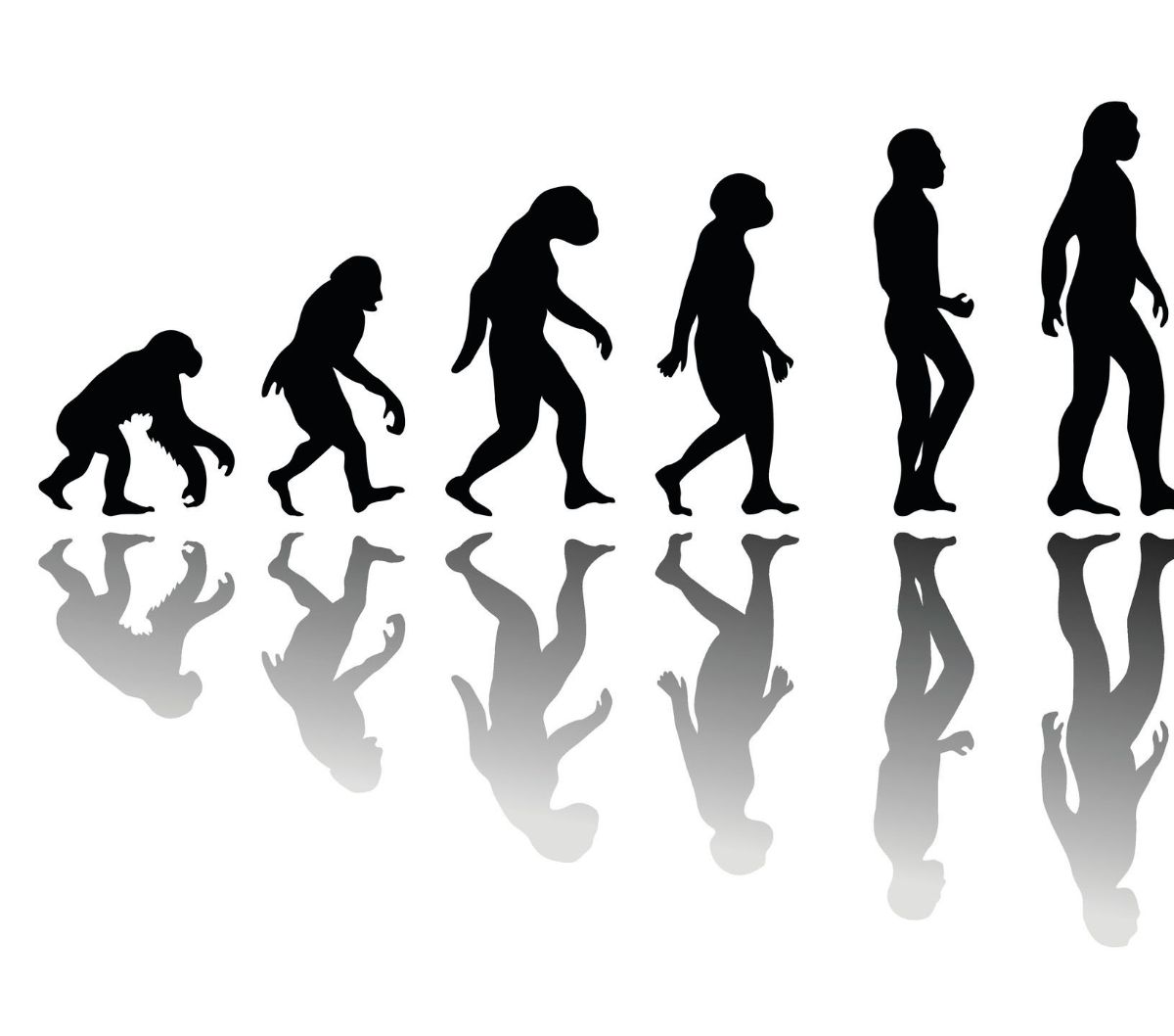 Fosil 8,7 Juta Tahun Ungkap Fakta Mengejutkan tentang Asal-Usul Kera ...