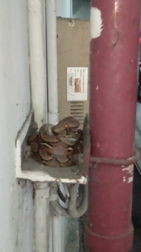Tak Tahu Tempat, Ular Piton Bertelur Puluhan Butir di Kantor Gubernur ... Tak Tahu Tempat, Ular Piton Bertelur Puluhan Butir di Kantor Gubernur ...