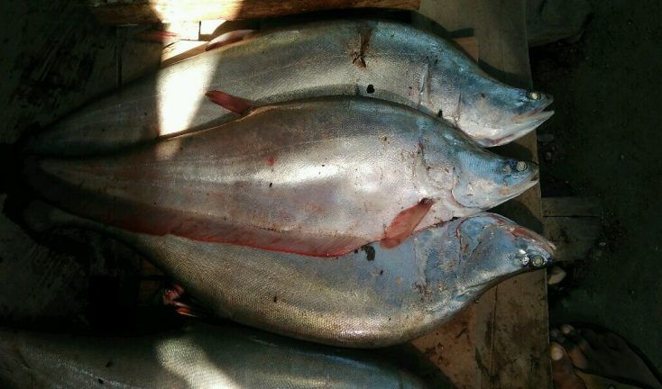 Mengenal Ikan Belida, Fauna Endemik Sumatra Selatan yang Terkenal