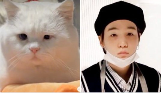 Deretan Potret Ekspresi Kucing Lucu Viral Dibilang Mirip Idola K-Pop ...