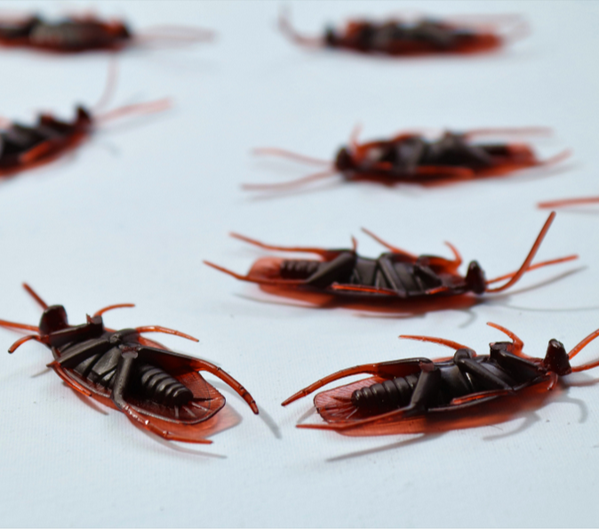 Japanese Pesticide Factory Holds Ceremony to Honor Dead Insect ... Japanese Pesticide Factory Holds Ceremony to Honor Dead Insect ...
