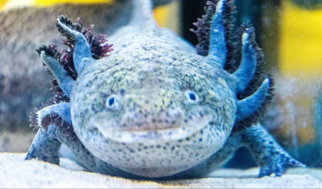 10 Fakta Menarik tentang Axolotls, Hewan Amphibi tapi Dijuluki Ikan ...