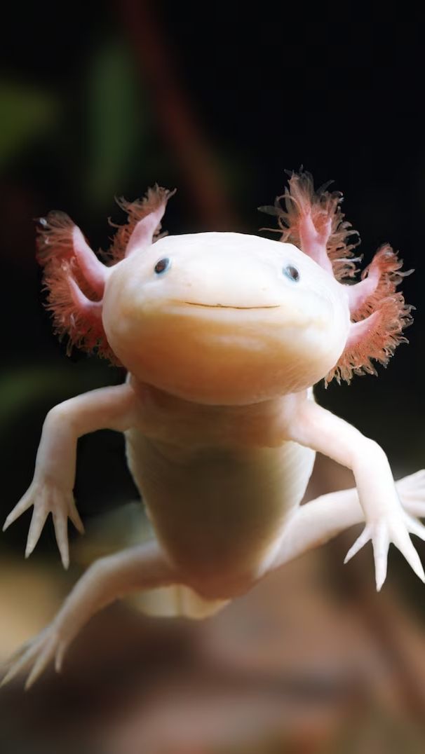 10 Fakta Menarik tentang Axolotls, Hewan Amphibi tapi Dijuluki Ikan ...